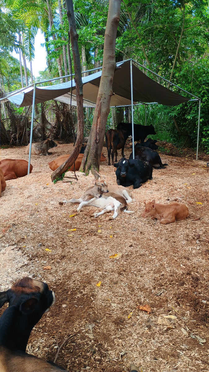 Private Cow Cuddle Therapy (1hr) – Krishna Cow Sanctuary